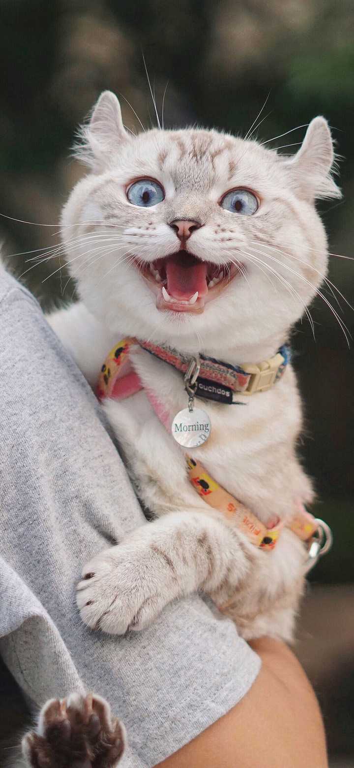 Ipad壁纸高清竖屏猫咪 千图网
