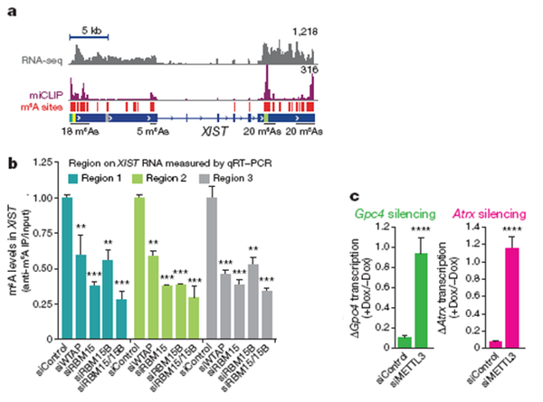 Nature: RNA甲基化触发非编码RNA XIST介导X-染色体失活 - 知乎