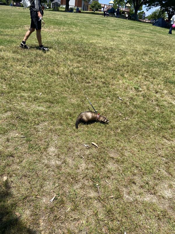 JustinR 的想法: 周末去公园遇到个遛雪貂的老头，背个粉白色的小包，抱着喂水的小水壶，身材一看就是铁没少撸，发型胡型也精心修整过，边遛边 ...