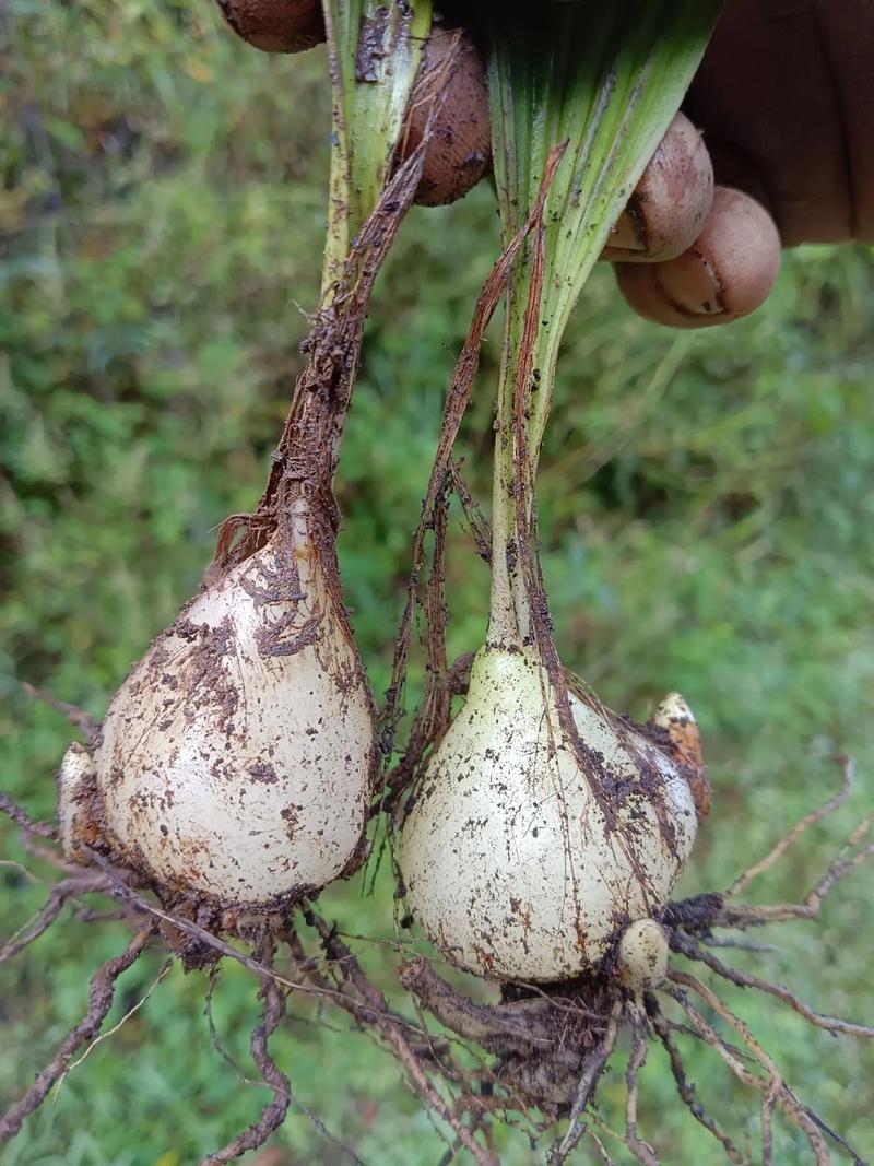 青莲童子Blotus 的想法: 养肝与乌梅丸 | 肝主疏泄一身气机，肝气郁结，全身气机也会跟着失调。这类人就容易出现胸闷、腹胀、胁肋胀痛、嗳气 ...