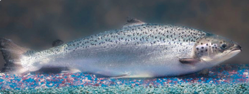 维护科学的艰难历程：美国转基因鱼商业化启示 - 知乎