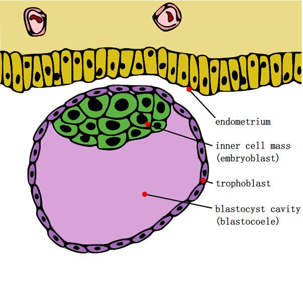 什么是滋养细胞，它的用途是什么？ - 知乎