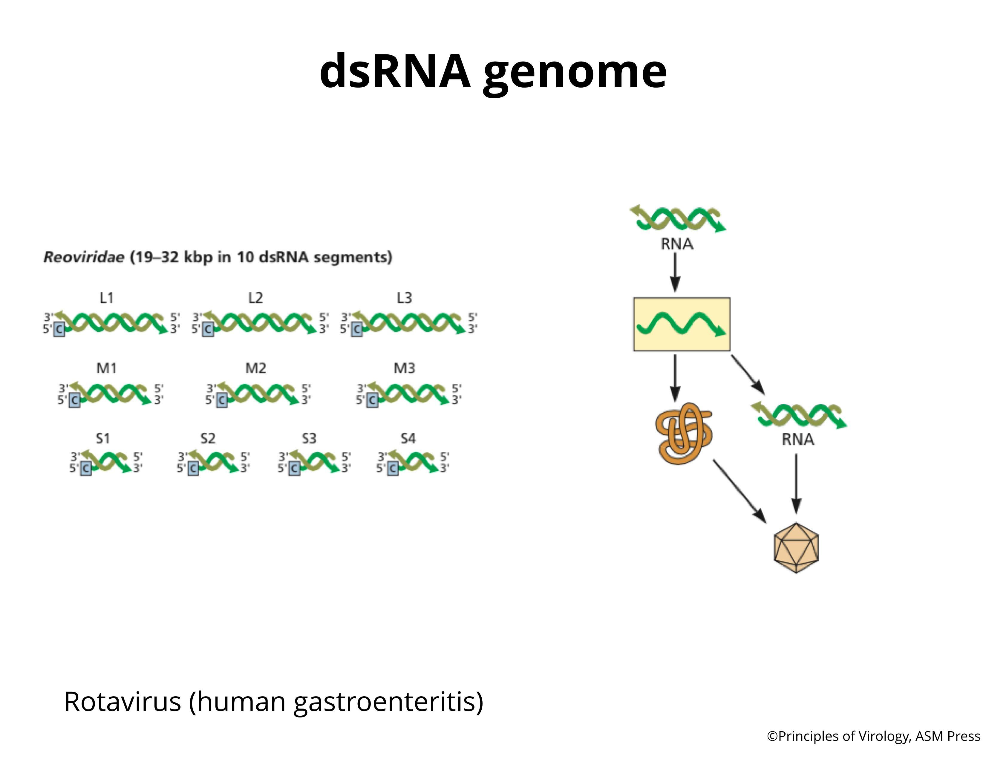 巴尔的摩病毒分类系统 - 知乎