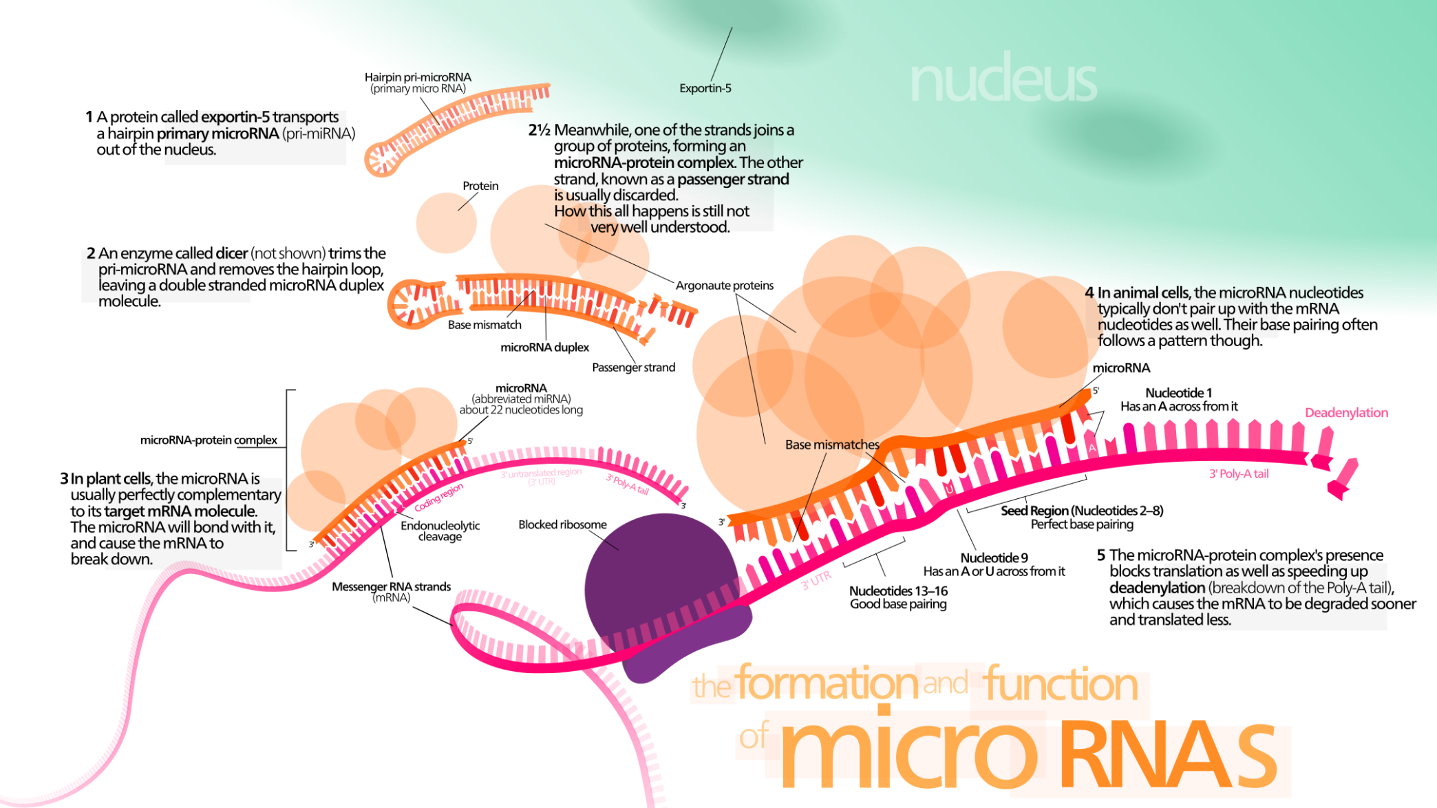 为什么 RNA 双链很稳定，但是生物体内 RNA 都是单链的呢？ - 知乎