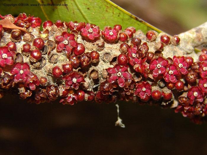 被子植物APG IV分类法述评 - 知乎
