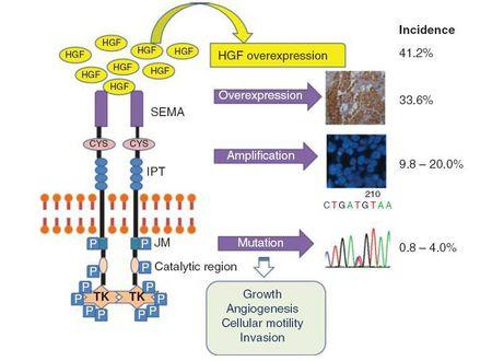 最全梳理c-MET基因突变和靶向药 - 知乎