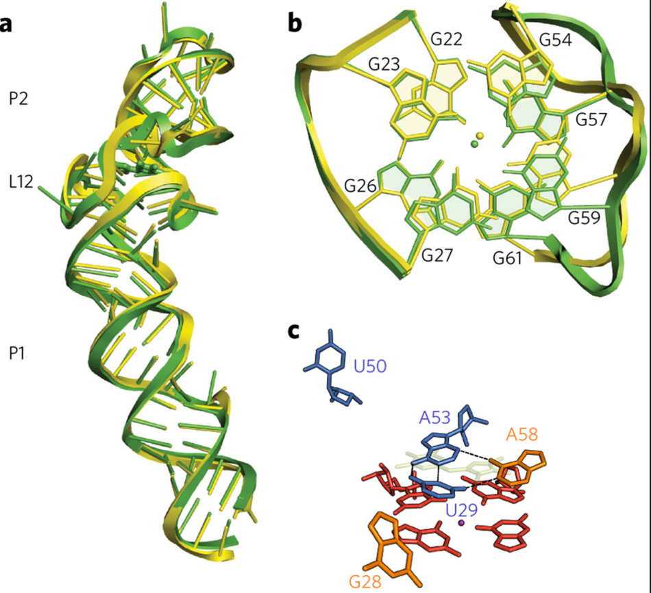 为什么 RNA 双链很稳定，但是生物体内 RNA 都是单链的呢？ - 知乎