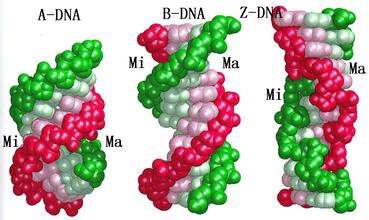为什么 DNA 能形成双螺旋结构（并成为主要的遗传物质）而 RNA 不能？ - 知乎