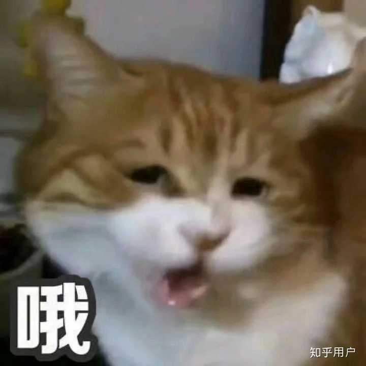 大家，有没有猫的沙雕表情包？ 知乎