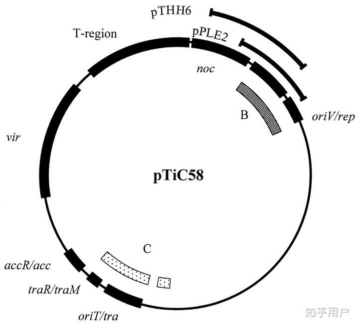 怎么让两种质粒共存在同一个微生物细胞中？ - 知乎