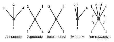 小朋友问为什么非洲鸵鸟只有两个脚指，而其他鸟类都有三到四个脚指？ - 知乎