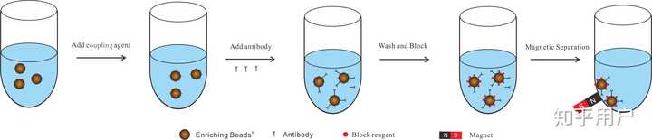 羧基磁珠偶联抗体的相关知识？ - 知乎