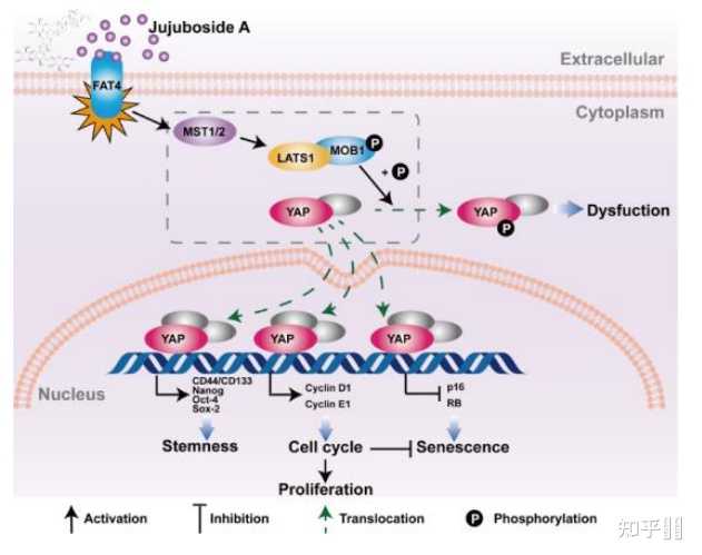 现在很多sci的期刊都需要Graphical Abstract，如何制作？ - 知乎