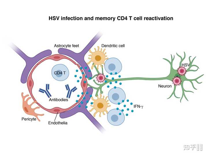 BioRender，生命科学领域绘图神器 | 布克学术
