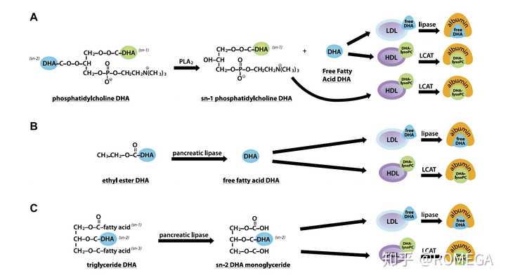 什么是「DHA」，主要有什么功能和作用？ - 知乎