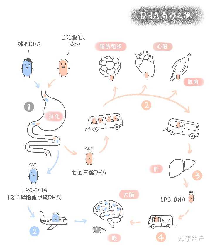 什么是「DHA」，主要有什么功能和作用？ - 知乎