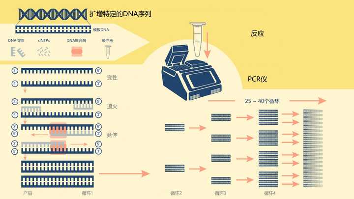 pcr能干什么？什么时候需要用到pcr？ - 知乎