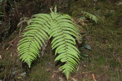 有哪些典型的「藤蔓植物」？它们的生长习性有哪些相同之处？ - 知乎