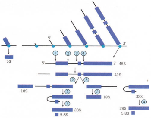 核糖体是如何形成的？ - 知乎