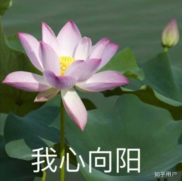 有哪些适合中年人用的头像 知乎
