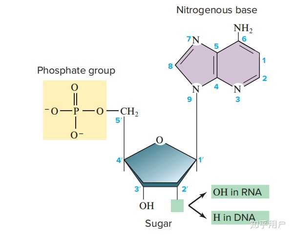 NADPH 和 NADH 是什么？ - 知乎