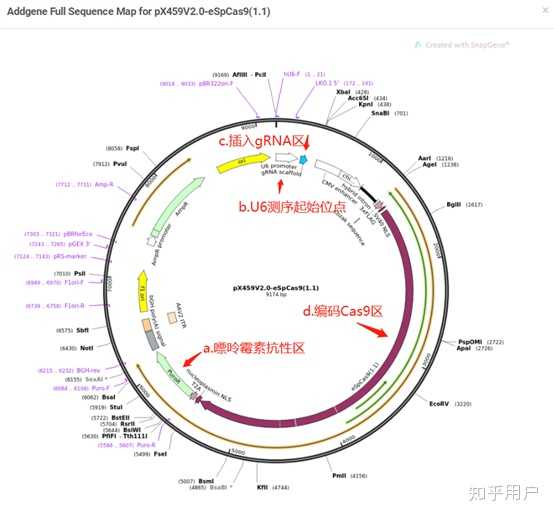 基因编辑具体怎么操作的呢？ - 知乎