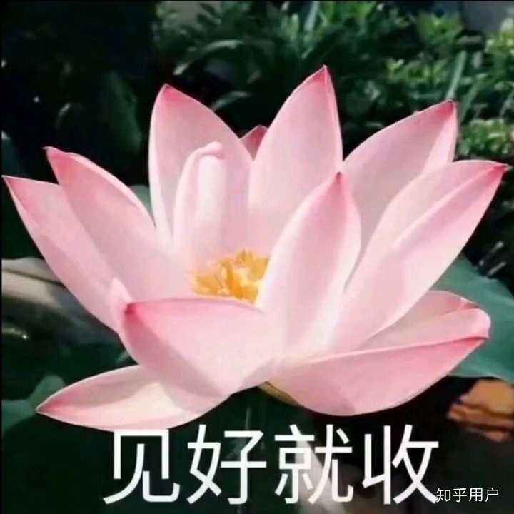 有哪些中老年女性适合的头像？ 知乎