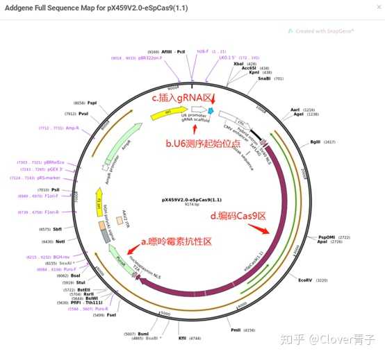 基因编辑具体怎么操作的呢？ - 知乎