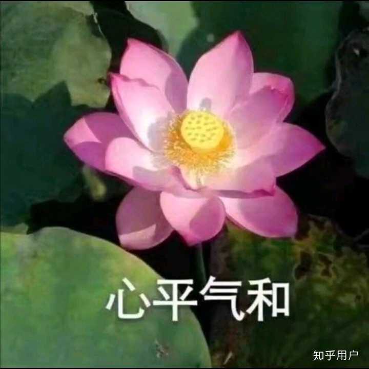 有哪些中老年女性适合的头像？ 知乎