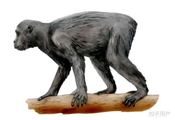 人类是一种当今不存在的古猿进化来的，那是什么物种进化成了古猿呢？ - 知乎