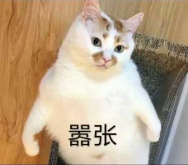 有什么特别可爱猫猫的动态图或表情包吗？ - 知乎