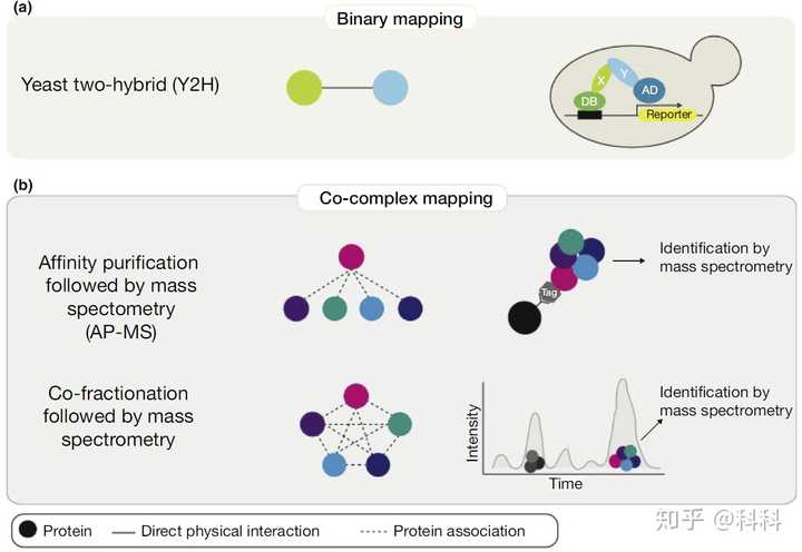 概念求助：PPI蛋白质相互作用网是如何构建的？ - 知乎