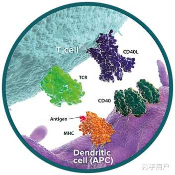 BCR与TCR的本质是什么，与MHC有何关系？ - 知乎
