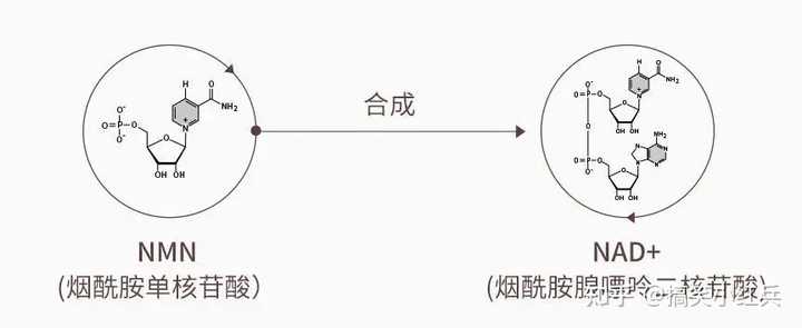 NMN是什么，与NAD+有什么关系？ - 知乎