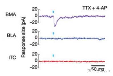 一个神经科学领域非常好的技术问题? - 知乎
