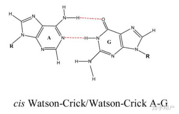 为何说腺嘌呤与腺嘌呤，胸腺嘧啶与胸腺嘧啶配对违反化学规律？ - 知乎