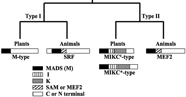 各位大佬，MADS-box到底是个啥呀，能具体说一下嘛，里面有转录因子是吗，还有它的保守结构域又是啥？ - 知乎