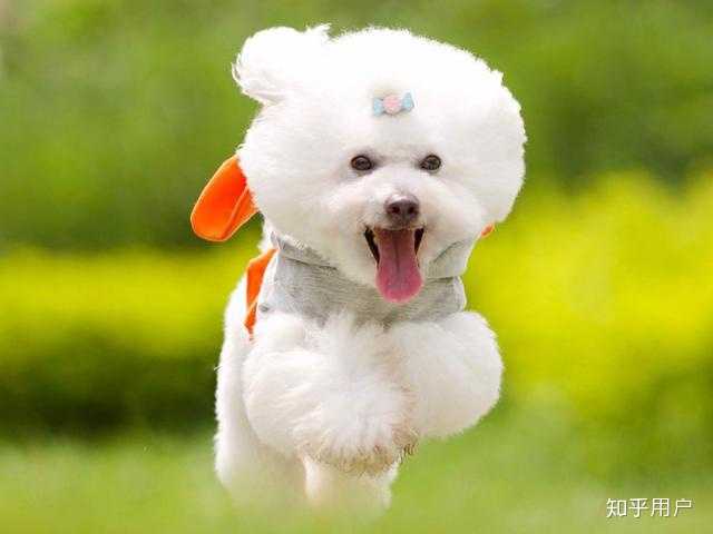 比熊犬的优点和缺点有哪些？ - 知乎