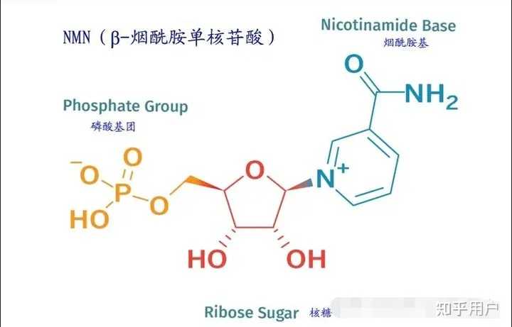 NMN是什么，与NAD+有什么关系？ - 知乎