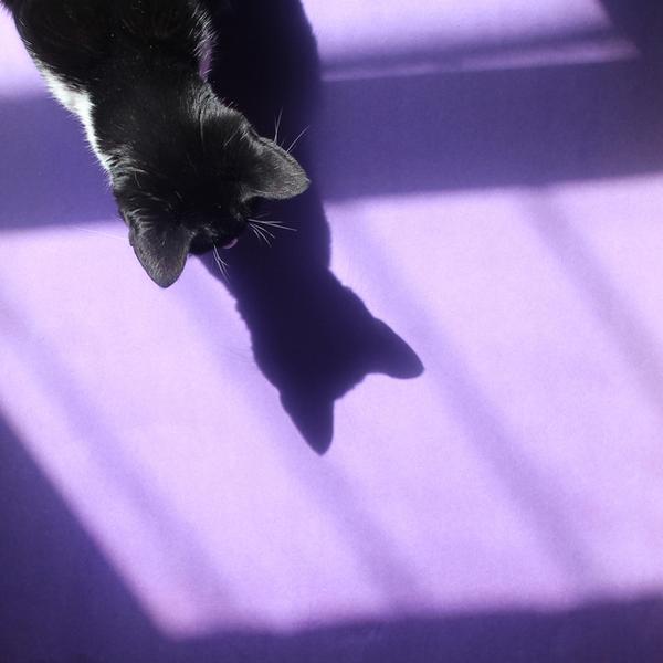 ob/ob mice and db/db mice - 知乎