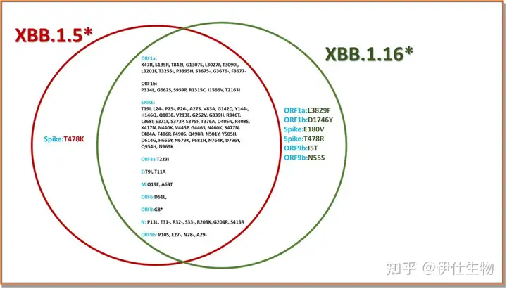 2023年4月令人担心的新冠病毒变种是XBB.1.16 - 内科和全科医学 - 米爱智能医疗 - AI