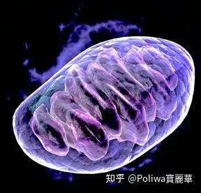 2024 Oligoscan, Spectrophotometry, & Top Trends-2024年Oligoscan分光光度法和热门趋势