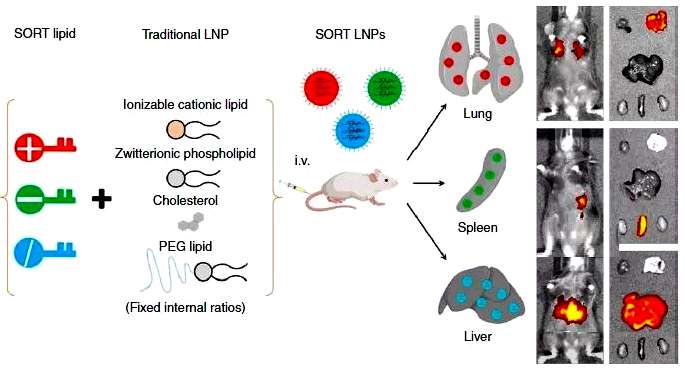 mRNA核酸脂质载体的递送机制（LNP电荷性质与体内分布）-上海舜纳生物科技有限公司