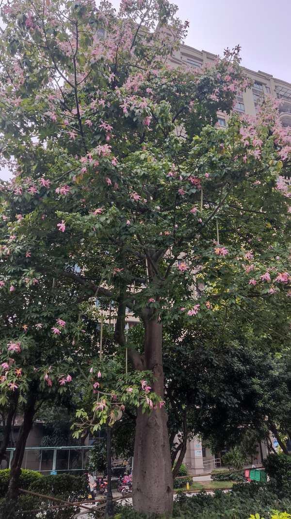 百忍堂茶人 的想法: 每年木棉花开的时候，还有两个月就快过年… - 知乎