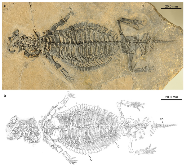 攀缘的井蛙 的想法: 三叠纪海爬补遗漏： Helveticosauroidea… - 知乎