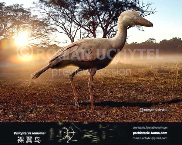 阿尔萨斯肉丸 的想法: “最后的骇鸟”——裸翼鸟(Psilopterus) … - 知乎