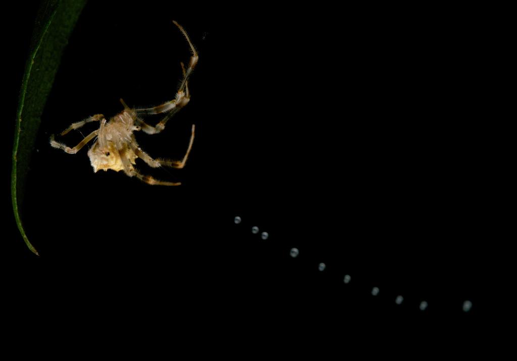 撩妹的蛾子哟，吃我一锤（园蛛科 Araneidae 乳突蛛族 Mastophoreae） - 知乎