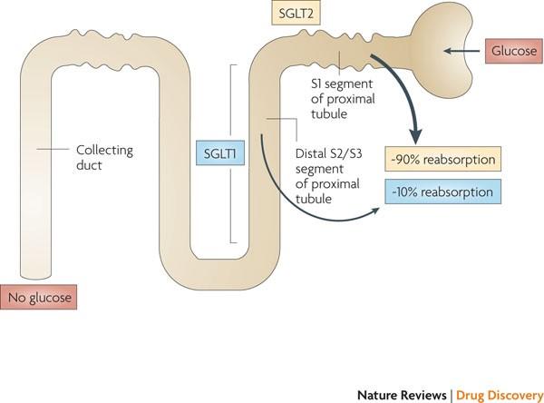 二型糖尿病治疗药物Empagliflozin——新型SGLT2抑制剂 - 知乎