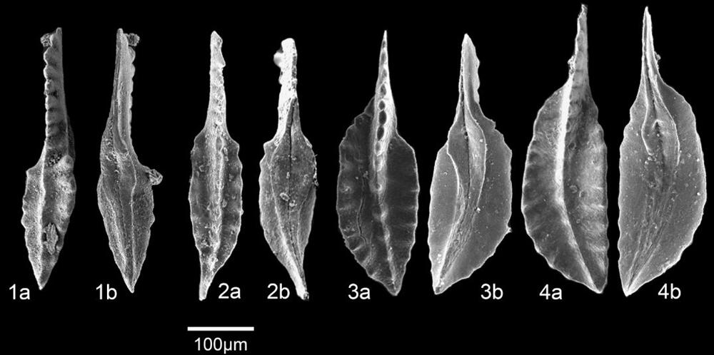 各个地质年代的标准化石是什么？ - 知乎