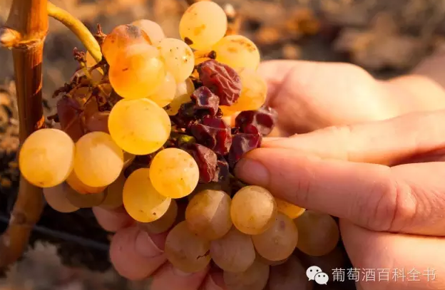 匈牙利的 Tokaji Aszu：王者之酒，酒中之王 - 知乎